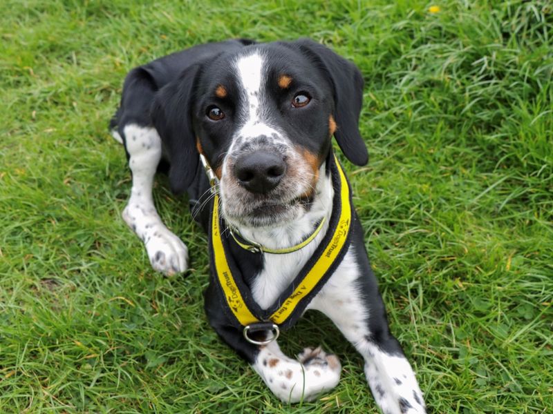 Beagle Border Collie Pointer Mix