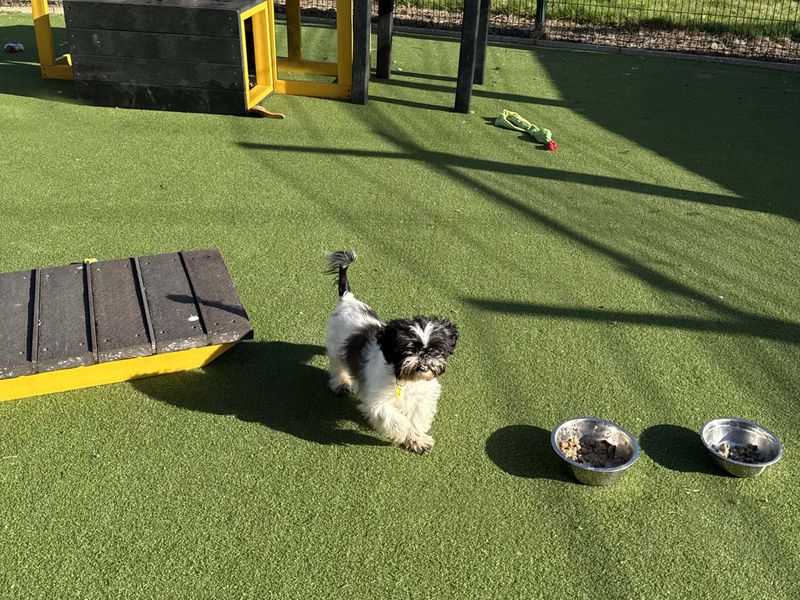 Lainey - Shih Tzu For Adoption in Wickford, Essex