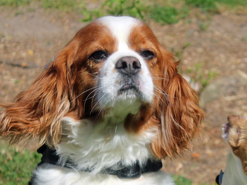 Cavalier King Charles Spaniel Dogs And Puppies For Adoption | King ...