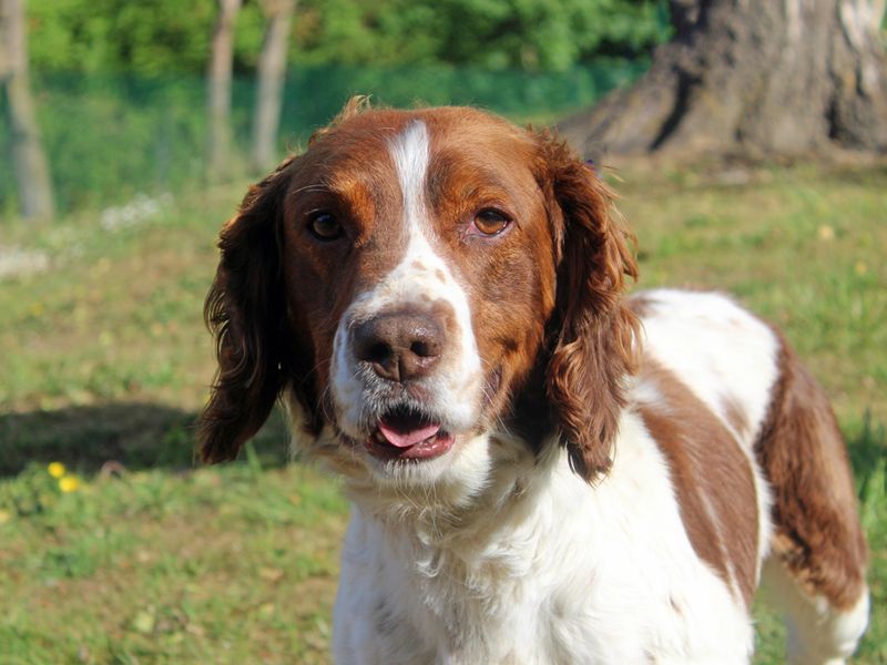Max - Springer Spaniel For Adoption in Liverpool, Merseyside