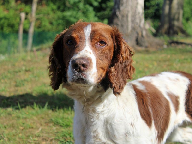 Max - Springer Spaniel For Adoption in Liverpool, Merseyside