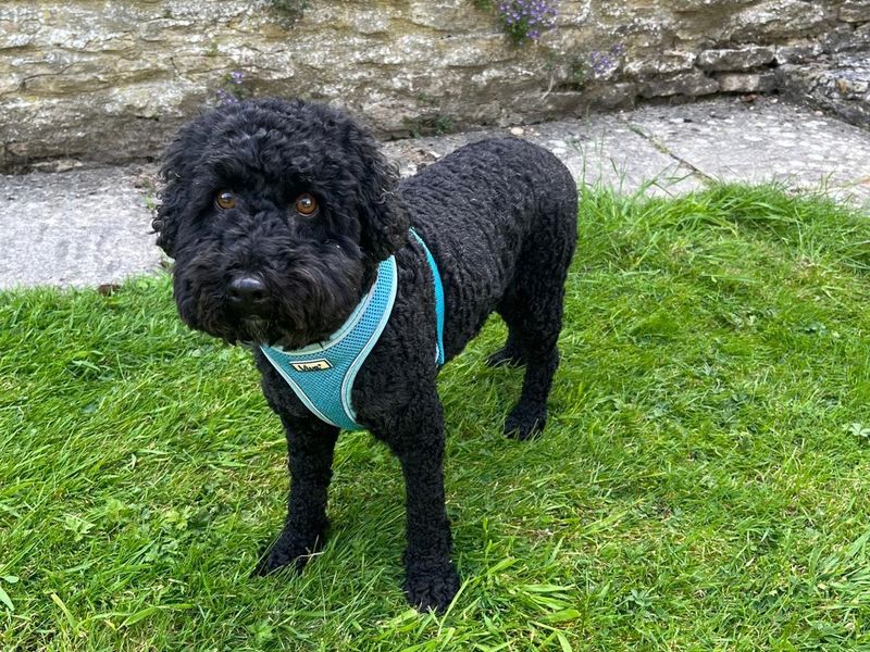 Cocker Spaniel Dogs And Puppies For Adoption In London | Cocker Spaniel ...