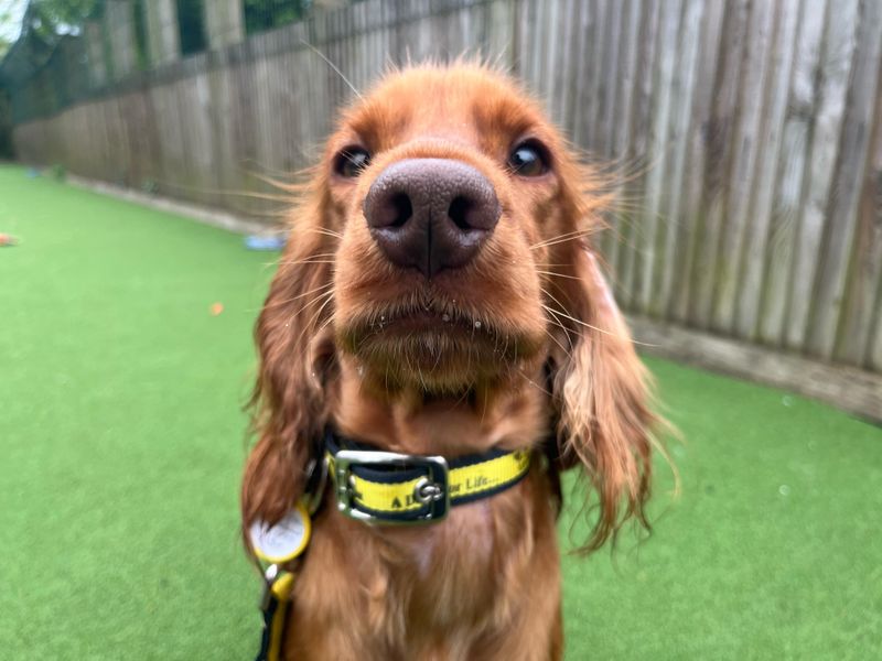 Cocker Spaniel Dogs And Puppies For Adoption In Scotland | Cocker ...