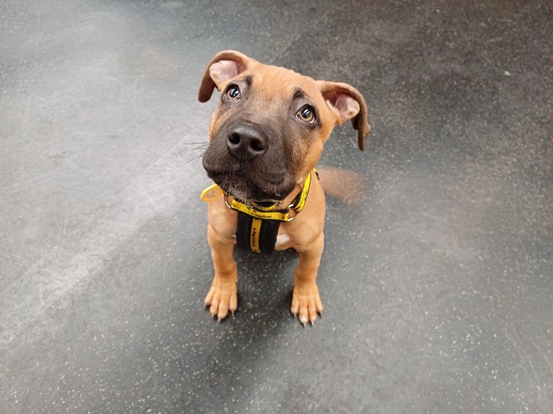 Boxer Dogs And Puppies For Adoption | Boxer Owners