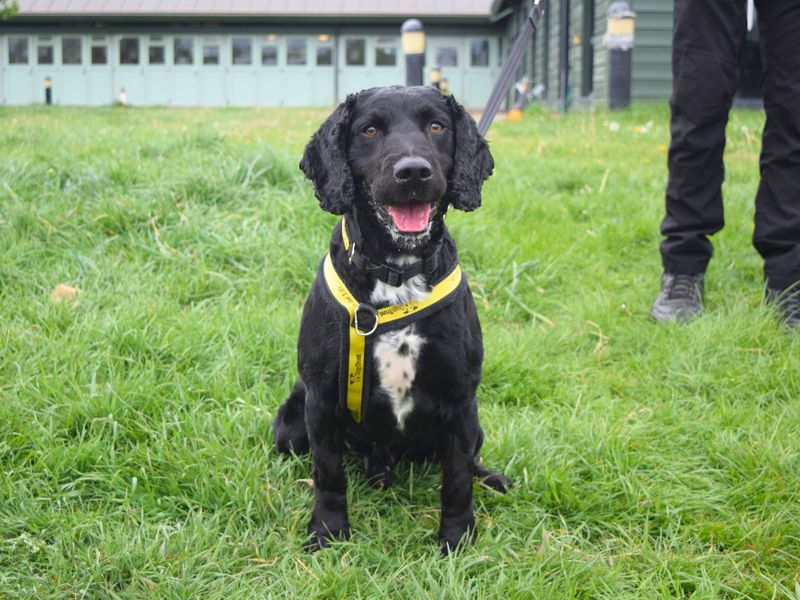 Cocker Spaniel Dogs And Puppies For Adoption In London | Cocker Spaniel ...
