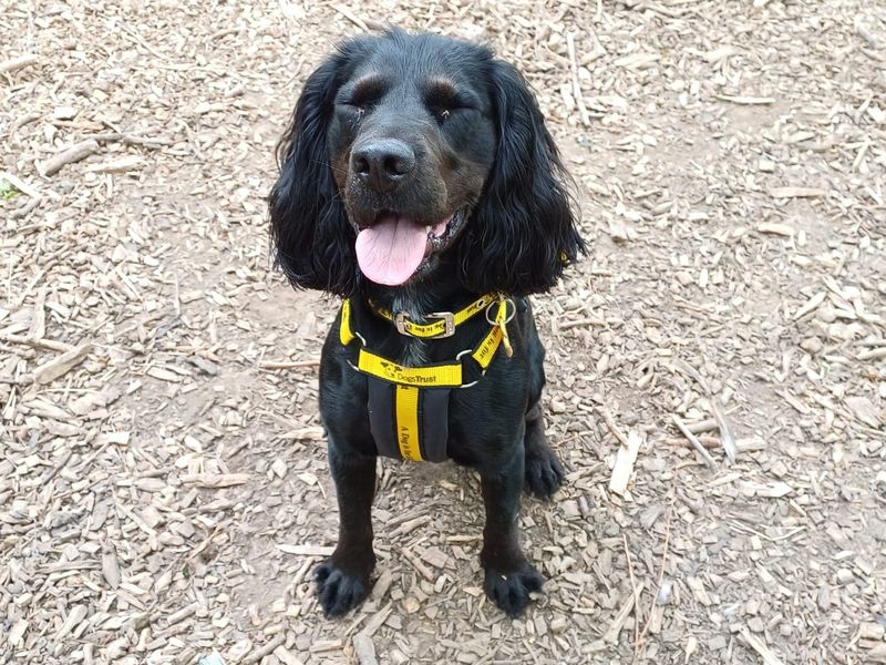 Cocker Spaniel Dogs And Puppies For Adoption In Scotland | Cocker ...