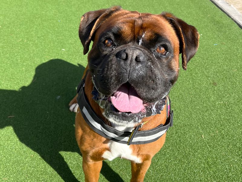 Boxer Dogs And Puppies For Adoption | Boxer Owners