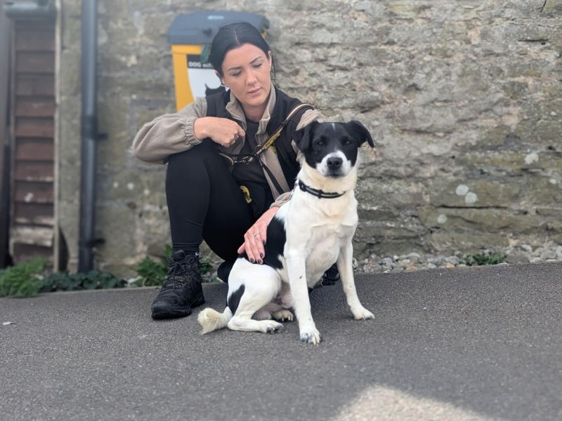 Archie - Jack Russell Puppy For Adoption in Newton Tony, Wiltshire ...