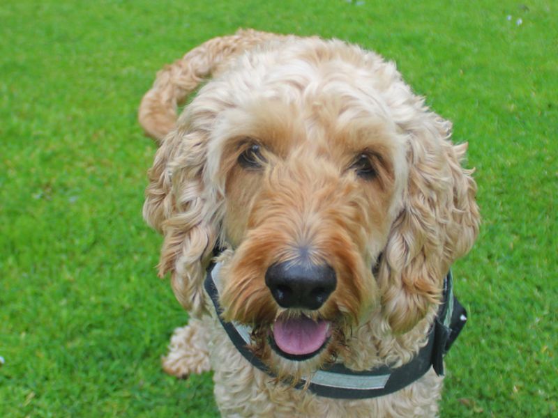Roby - Poodle For Adoption in Liverpool, Merseyside