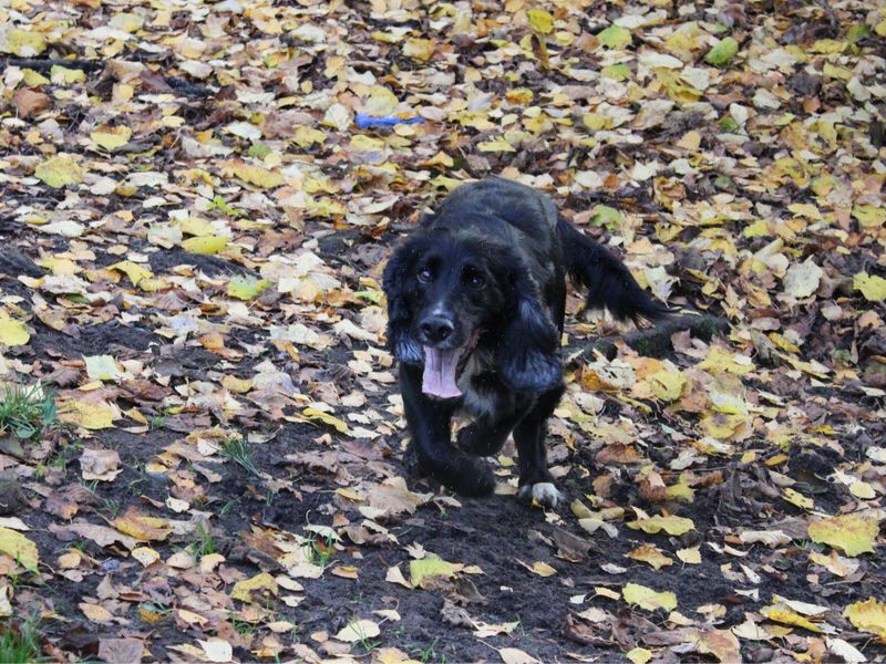 Cocker Spaniel Dogs And Puppies For Adoption In Scotland | Cocker ...