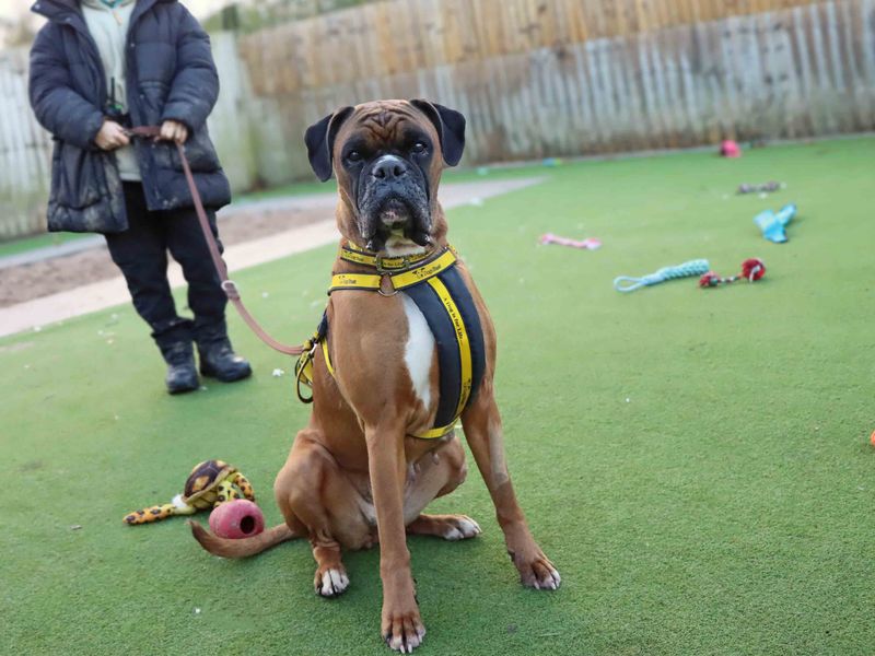 Boxer Dogs And Puppies For Adoption | Boxer Owners