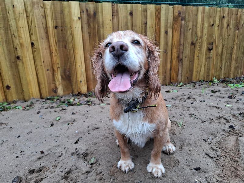 Cocker Spaniel Dogs And Puppies For Adoption | Cocker Spaniel Owners