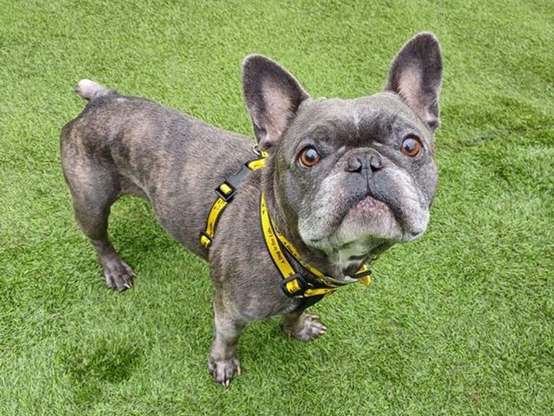 French Bulldog Dogs And Puppies For Adoption | Frenchie Owners