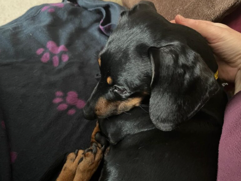 Dachshund Dogs And Puppies For Adoption | Dachshund Owners