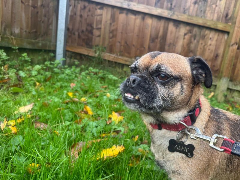 Pug Dogs And Puppies For Adoption In St Clears / Sanclêr, Dyfed | Pug ...