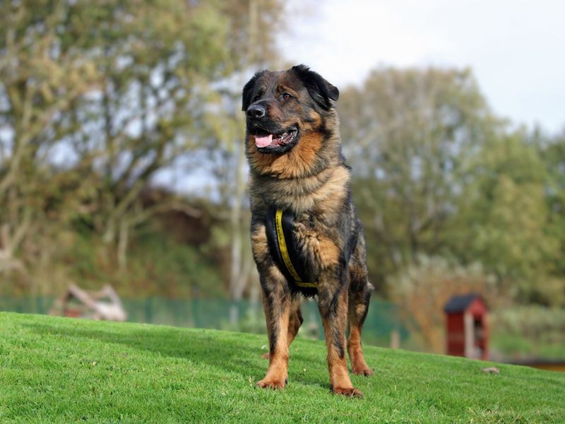 Rottweiler Dogs And Puppies For Adoption In Rochdale, Manchester ...