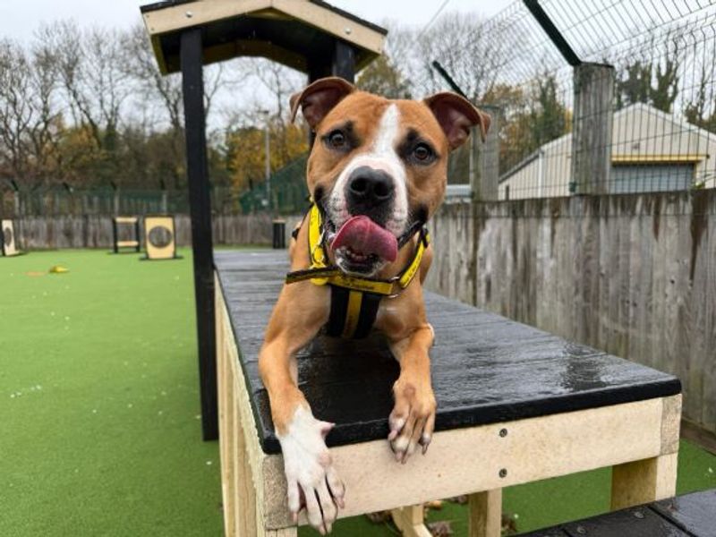 Boxer Dogs And Puppies For Adoption | Boxer Owners