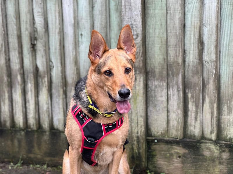 German Shepherd Dogs And Puppies For Adoption In Penarth, Cardiff ...