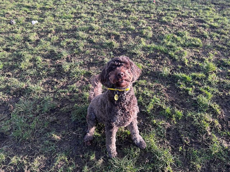 Cocker Spaniel Dogs And Puppies For Adoption In East Ayrshire | Cocker ...