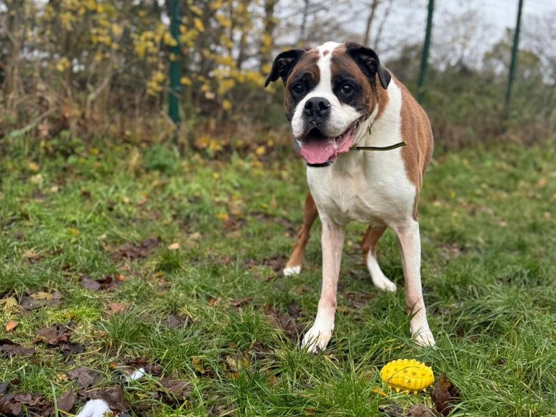 Boxer Dogs And Puppies For Adoption | Boxer Owners