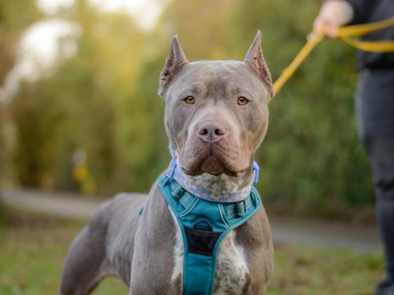Doris - Staffordshire Bull Terrier For Adoption in Kenilworth ...