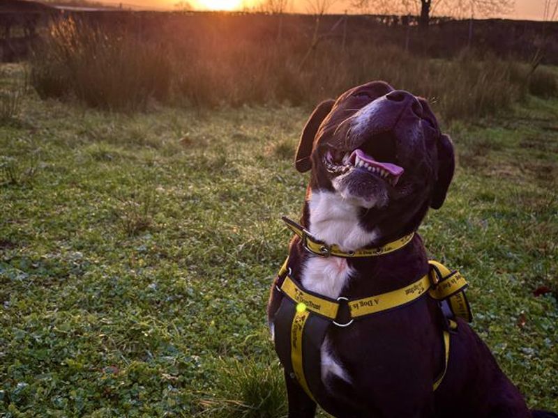 Boxer Dogs And Puppies For Adoption | Boxer Owners