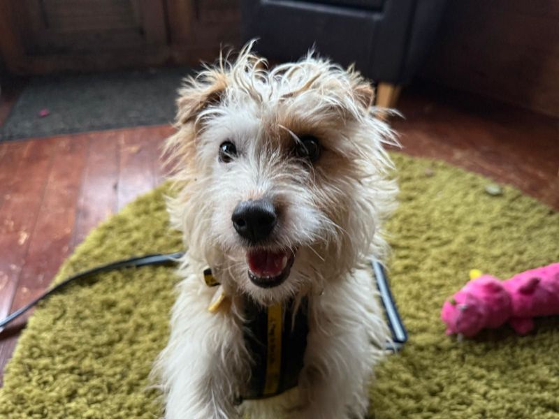 Joy - Jack Russell Terrier Puppy For Adoption in West Calder, West ...