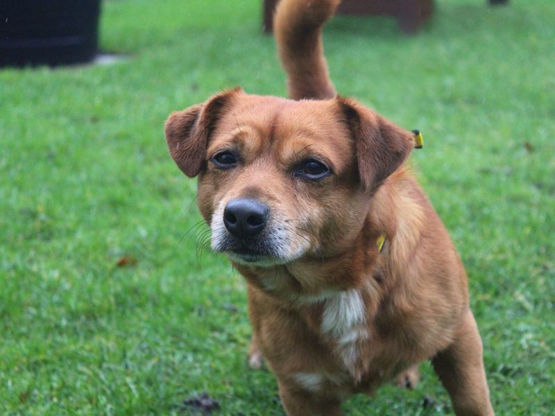 Simon - Jack Russell Terrier For Adoption in Liverpool, Merseyside ...