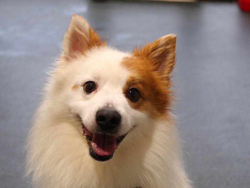 Adopt a German Spitz Rescue Dog | Bumble | Dogs Trust