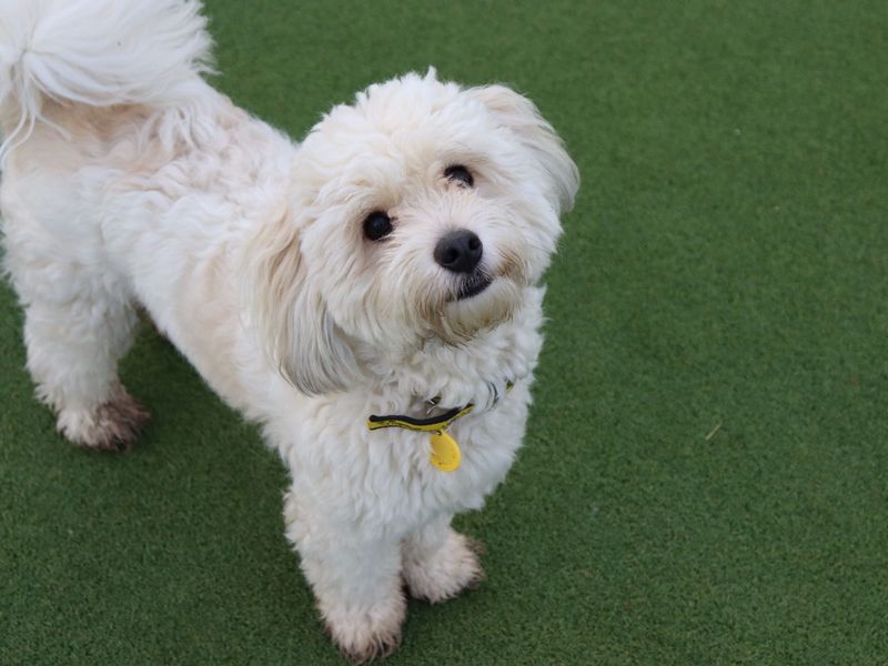 Poodle Dogs And Puppies For Adoption In North Lanarkshire | Poodle Owners