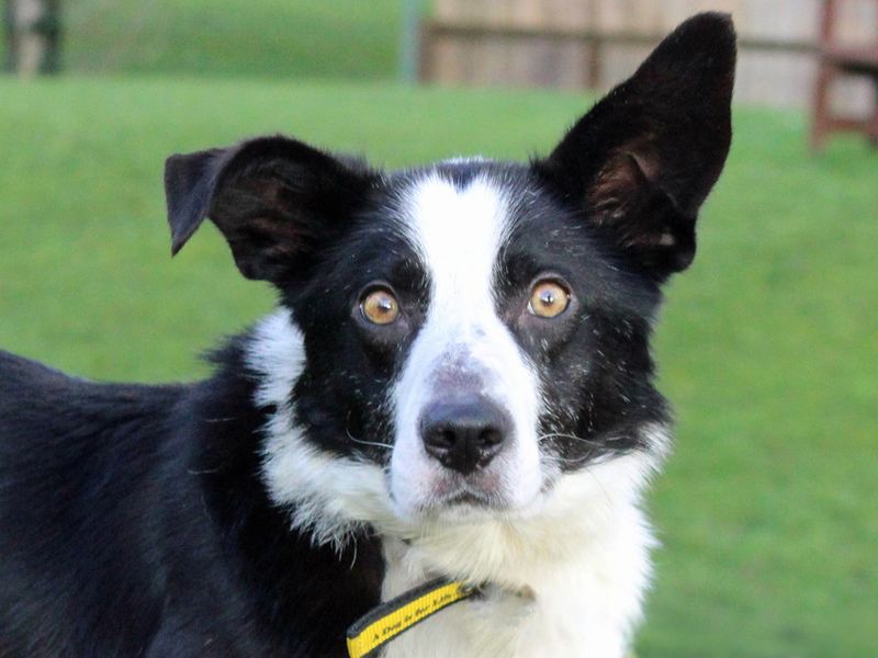 Border Collie Dogs And Puppies For Adoption In Budleigh Salterton ...