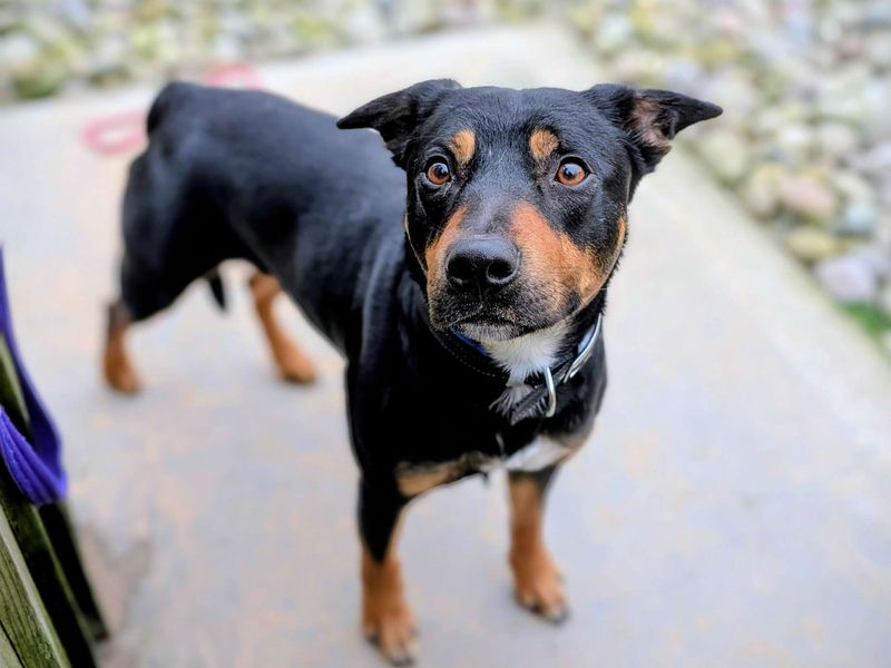 Burdock - Staffordshire Bull Terrier Puppy For Adoption in Cardiff ...