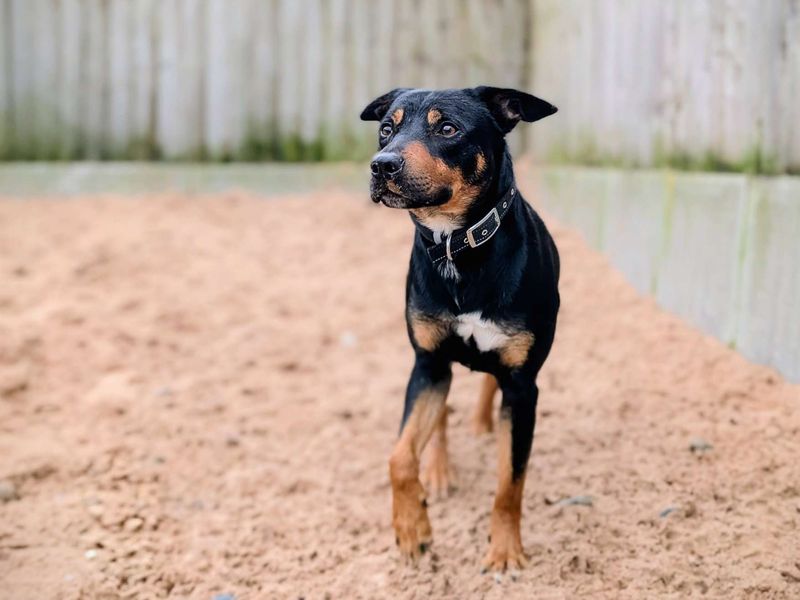 Burdock - Staffordshire Bull Terrier Puppy For Adoption in Cardiff ...