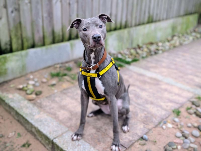 Asher - Staffordshire Bull Terrier Puppy For Adoption in Cardiff ...