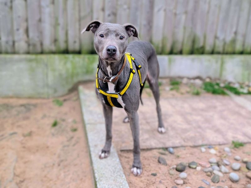 Asher - Staffordshire Bull Terrier Puppy For Adoption in Cardiff ...