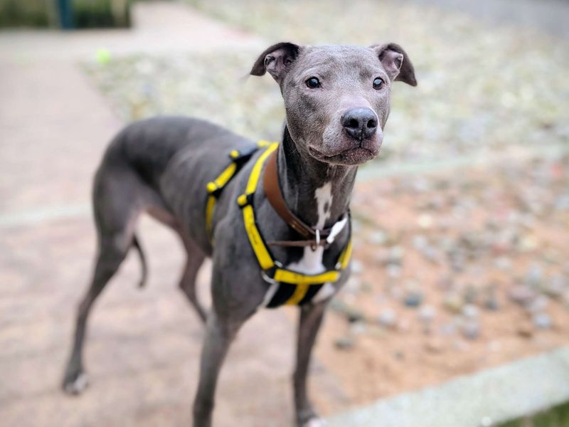 Asher - Staffordshire Bull Terrier Puppy For Adoption in Cardiff ...