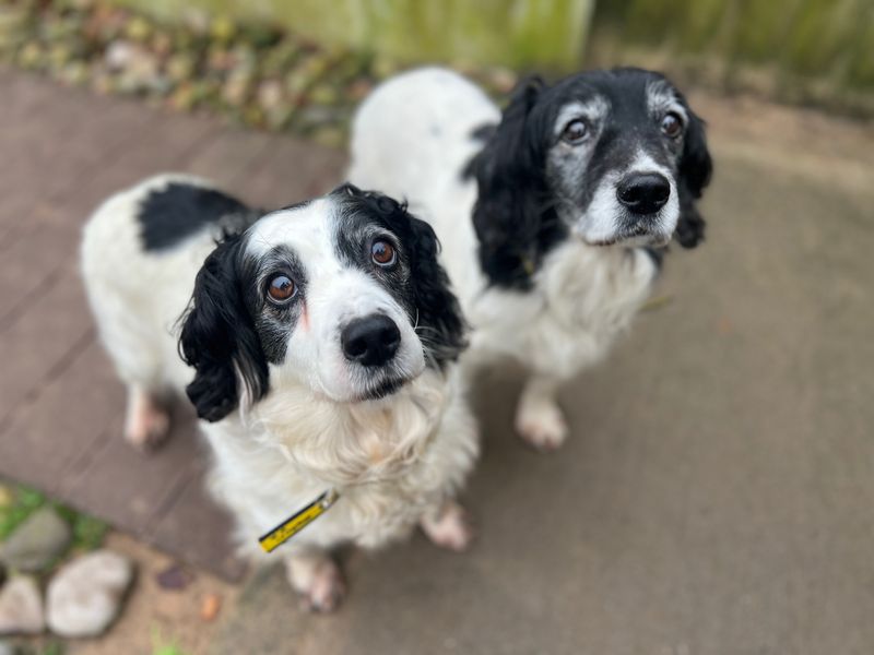 Mo - Springer Spaniel For Adoption in Cardiff | Springer Spaniel Owners